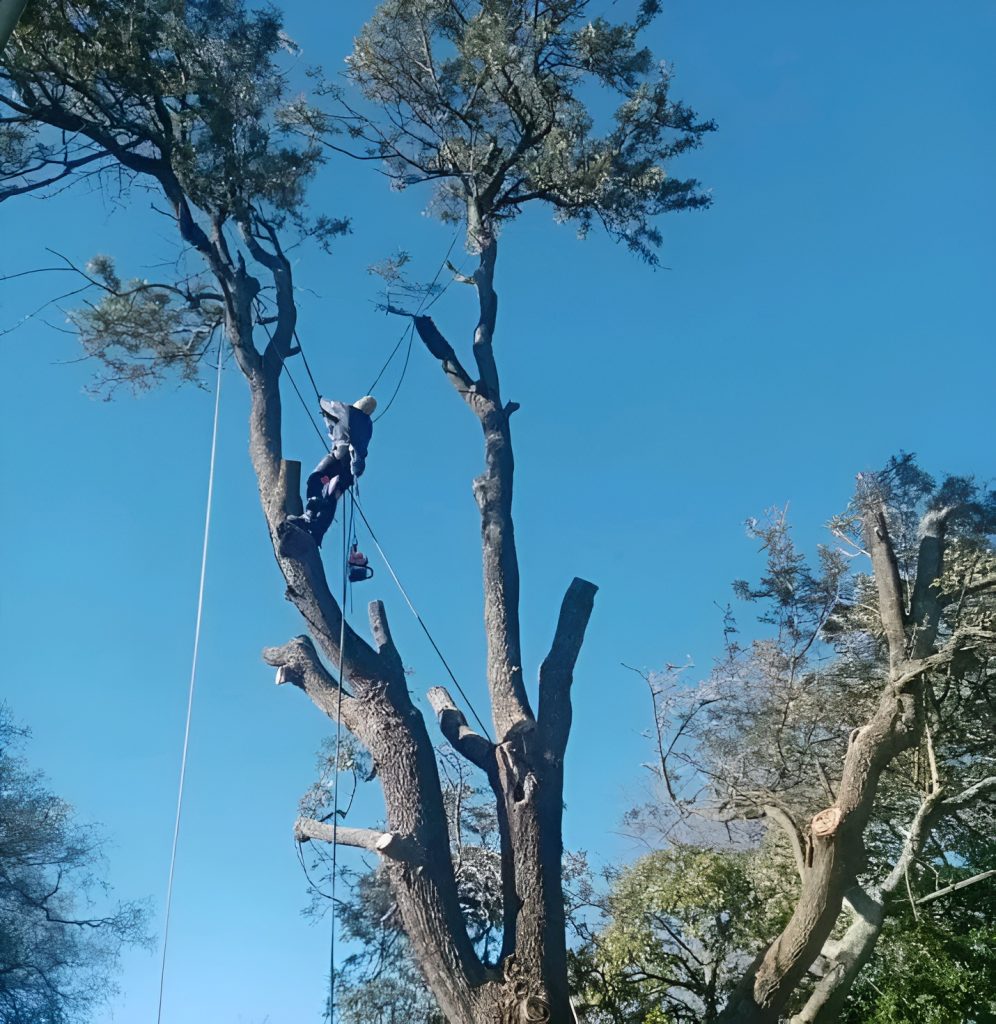 Tree Felling Cape Town | Safe, Affordable & Same-Day Quotes