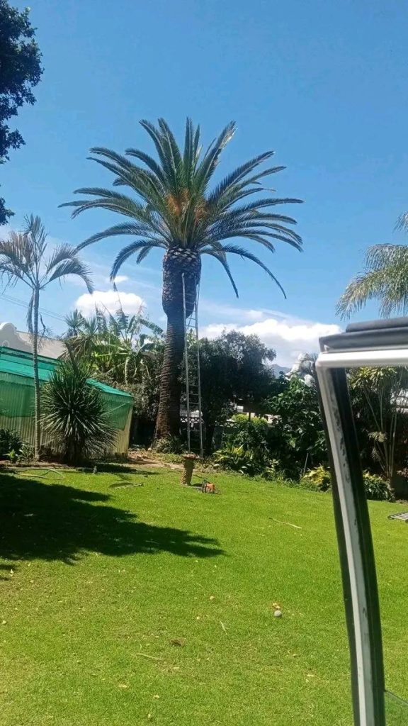 Palm Tree Maintenance Rondebosch | Expert Care